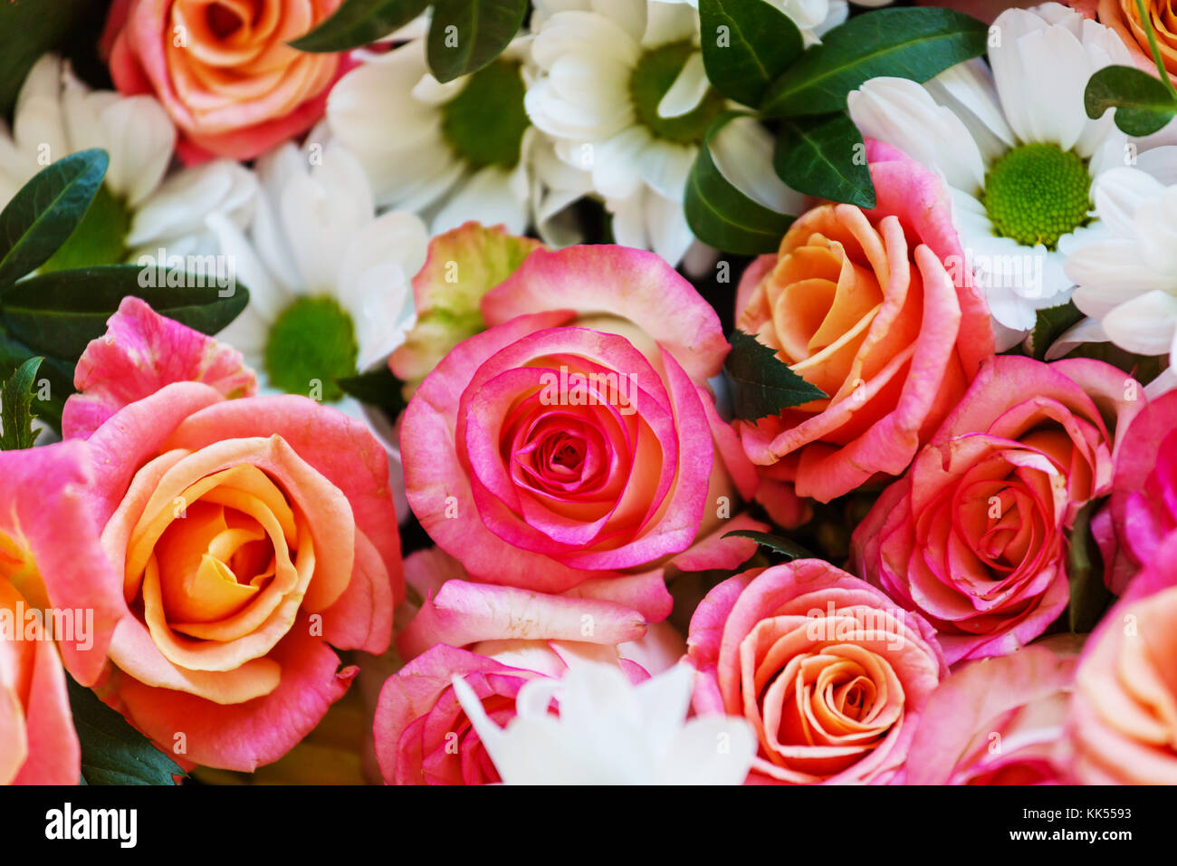 Pink Rose, beautiful nature background Stock Photo - Alamy