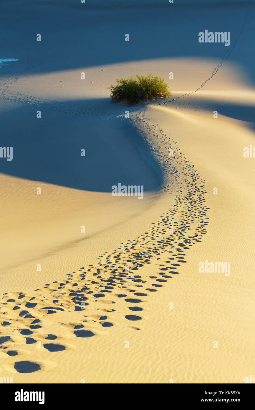 Beautiful sand dunes in desert at sunrise. Death Valley, Nevada, USA ...