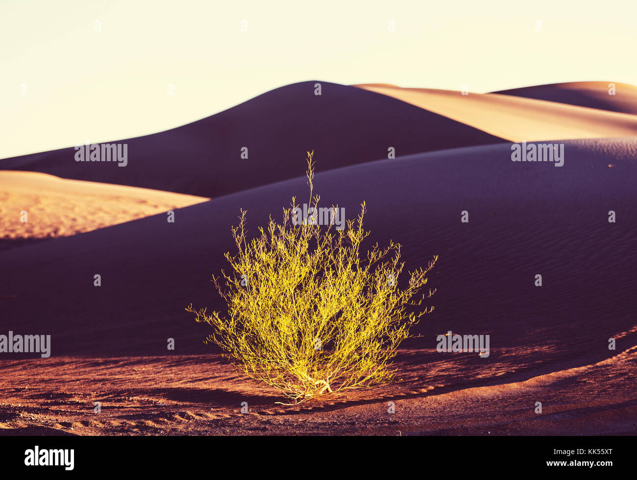 Beautiful sand dunes in desert at sunrise. Death Valley, Nevada, USA ...