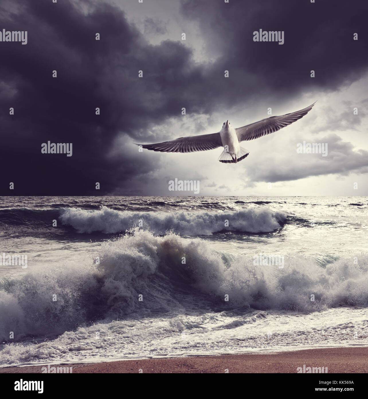 Sea gull and waves Stock Photo - Alamy