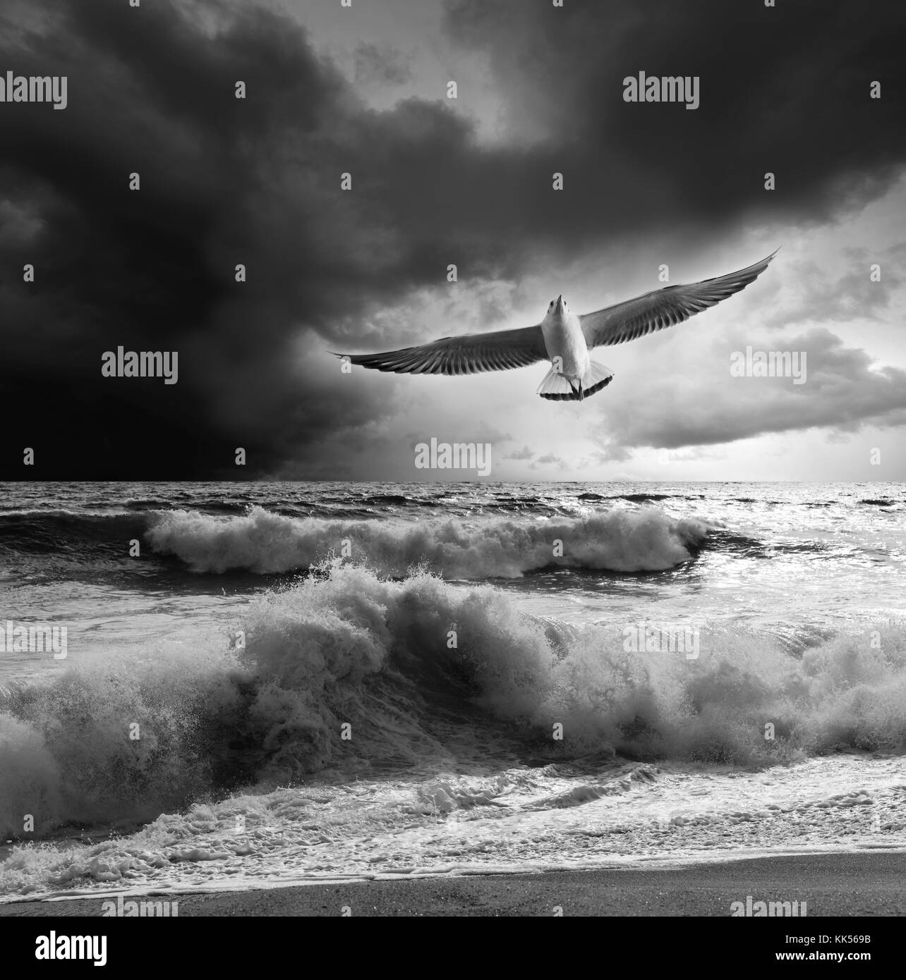 Sea gull water Black and White Stock Photos & Images - Alamy