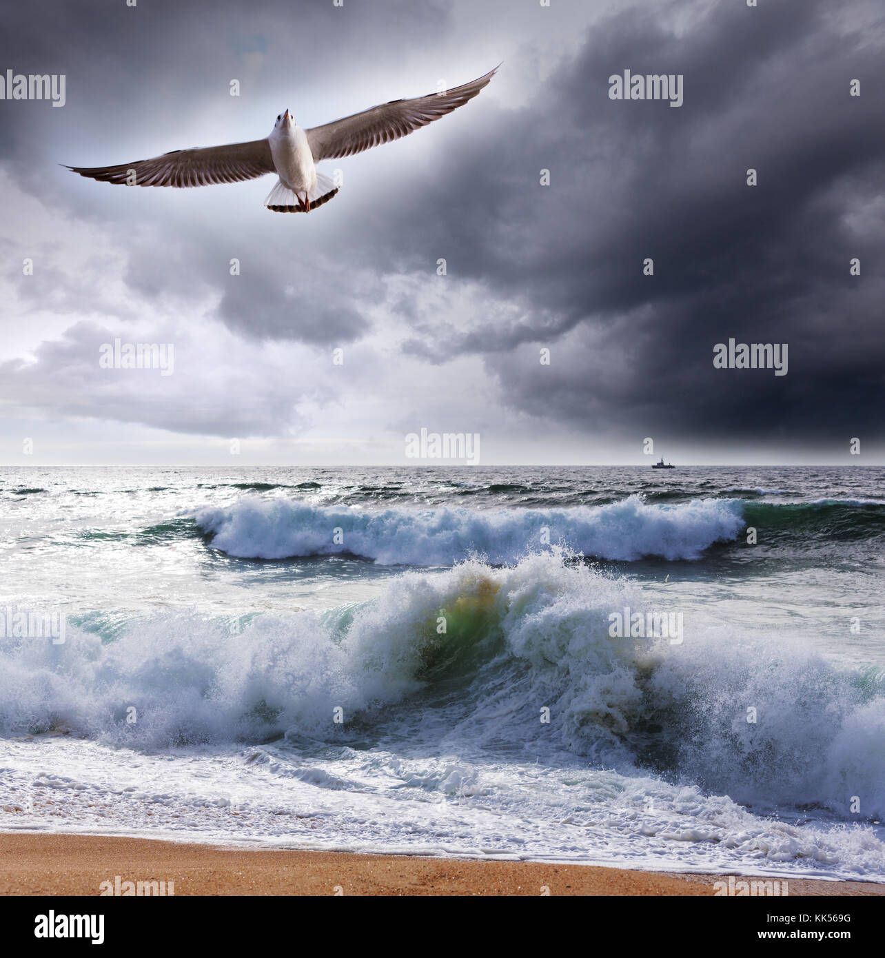 Sea gull and waves Stock Photo - Alamy