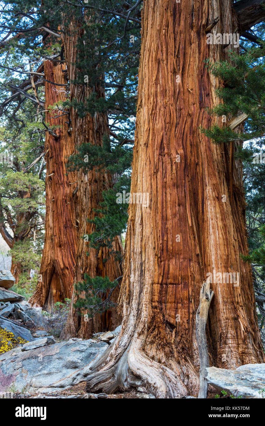 Sequoia red woods trees hi-res stock photography and images - Alamy