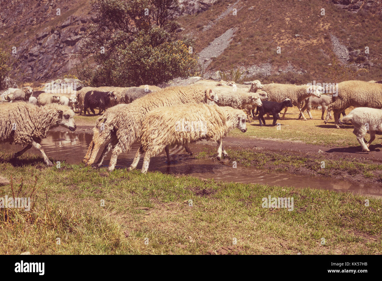 Warn the sheep hi-res stock photography and images - Alamy