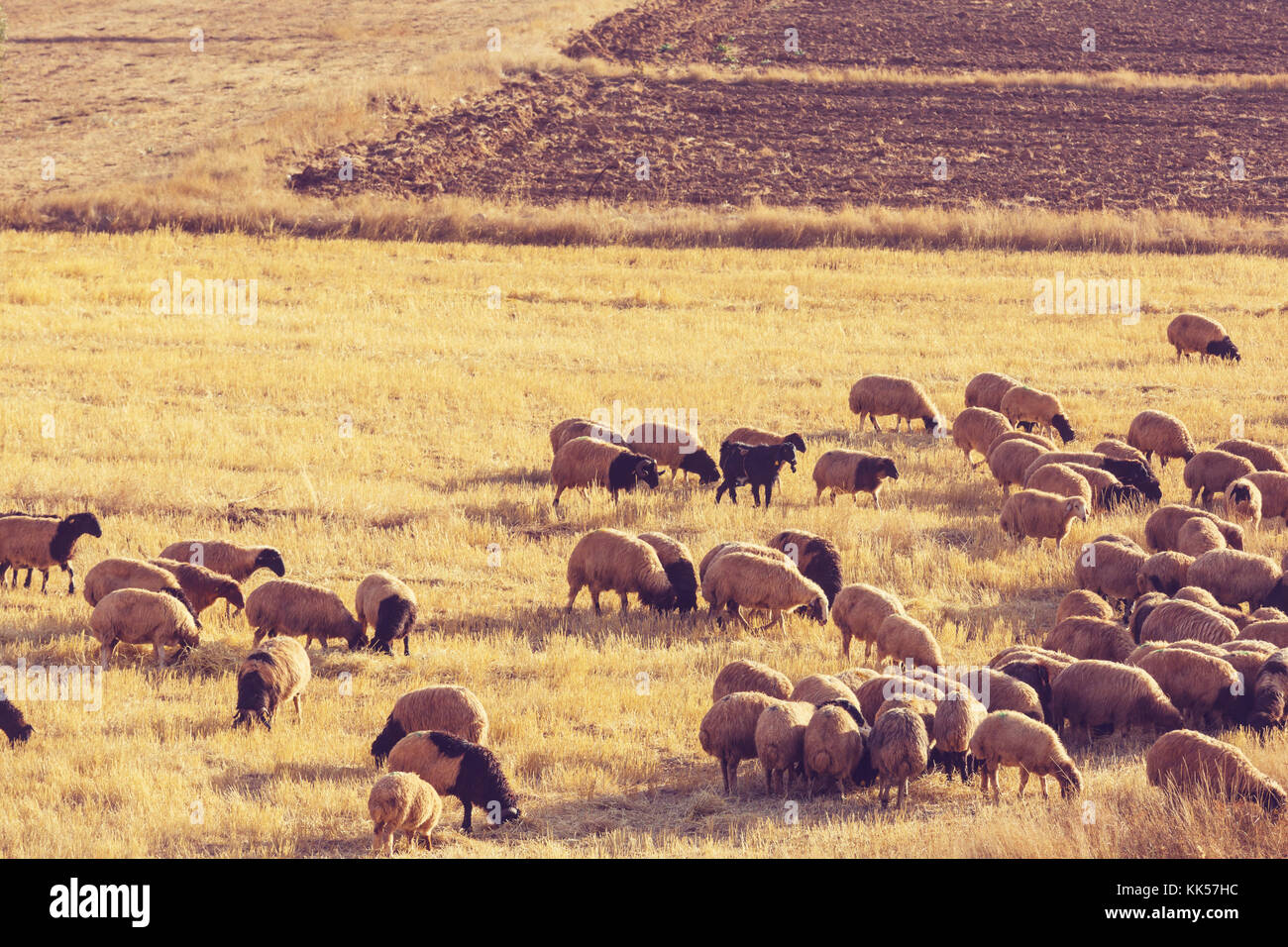 Sheep in mountains Stock Photo - Alamy