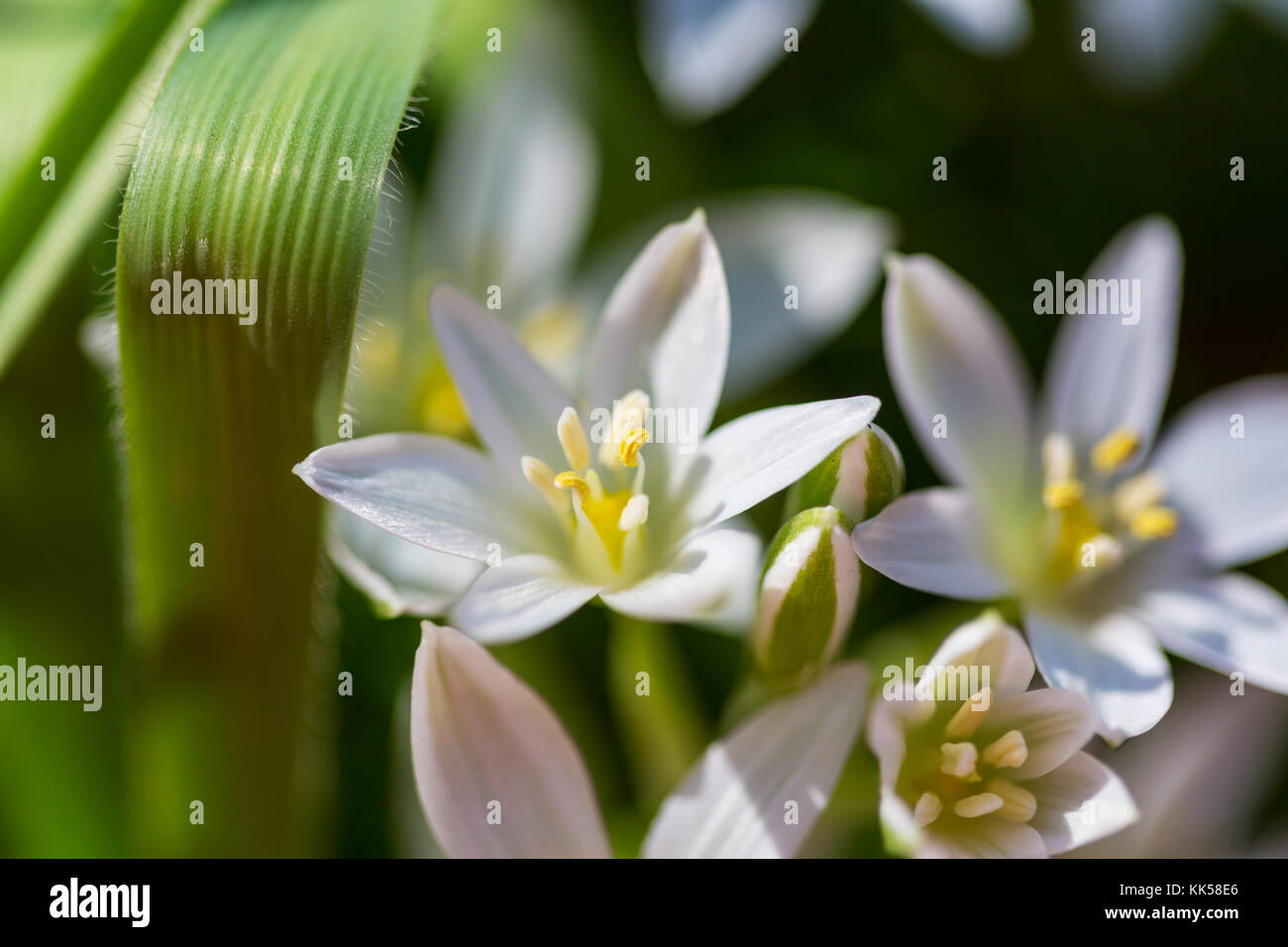 Snowdrops in spring season Stock Photo - Alamy