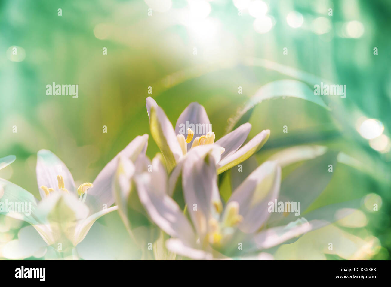 Snowdrops in spring season Stock Photo - Alamy