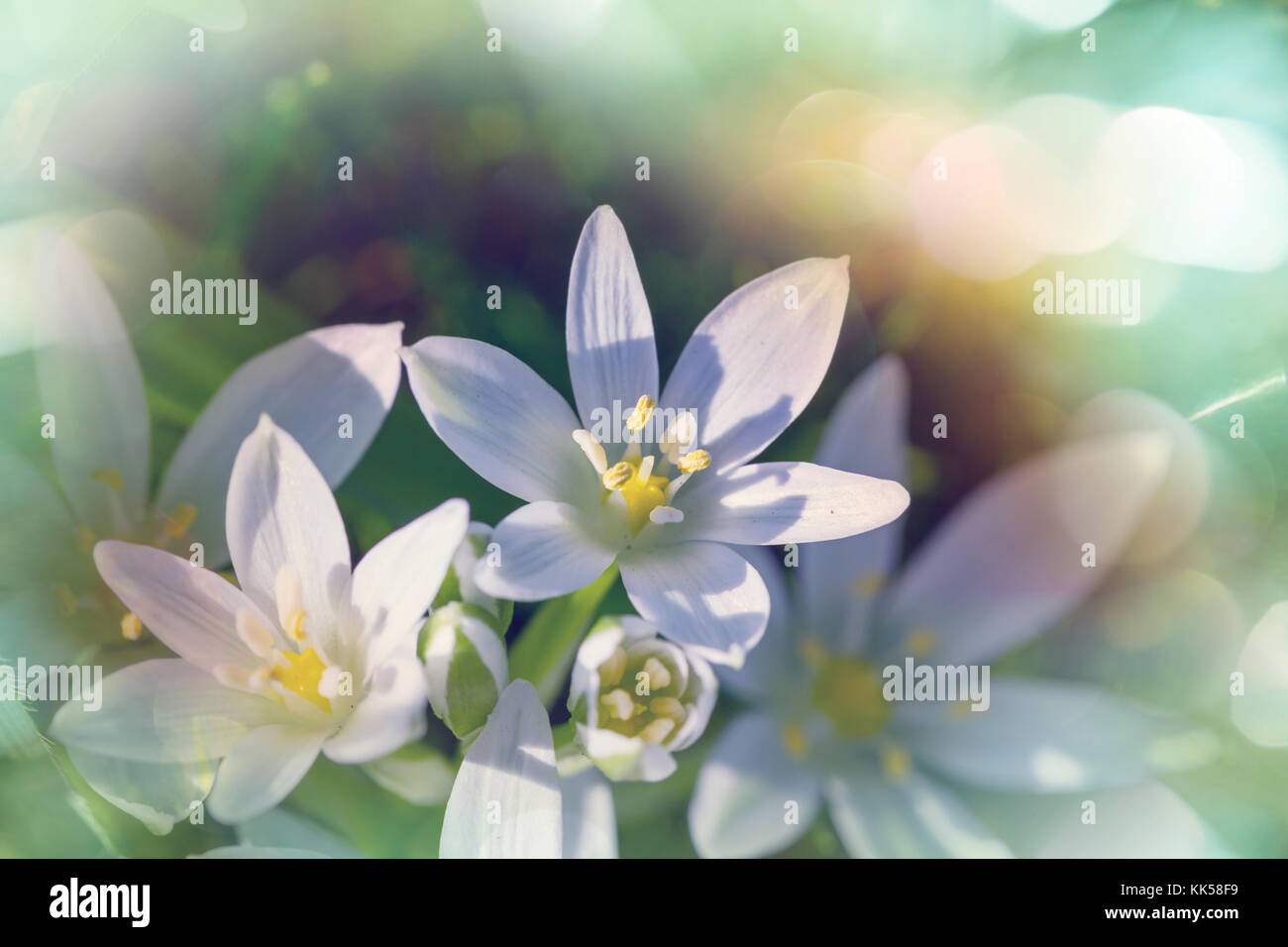 Snowdrops in spring season Stock Photo - Alamy