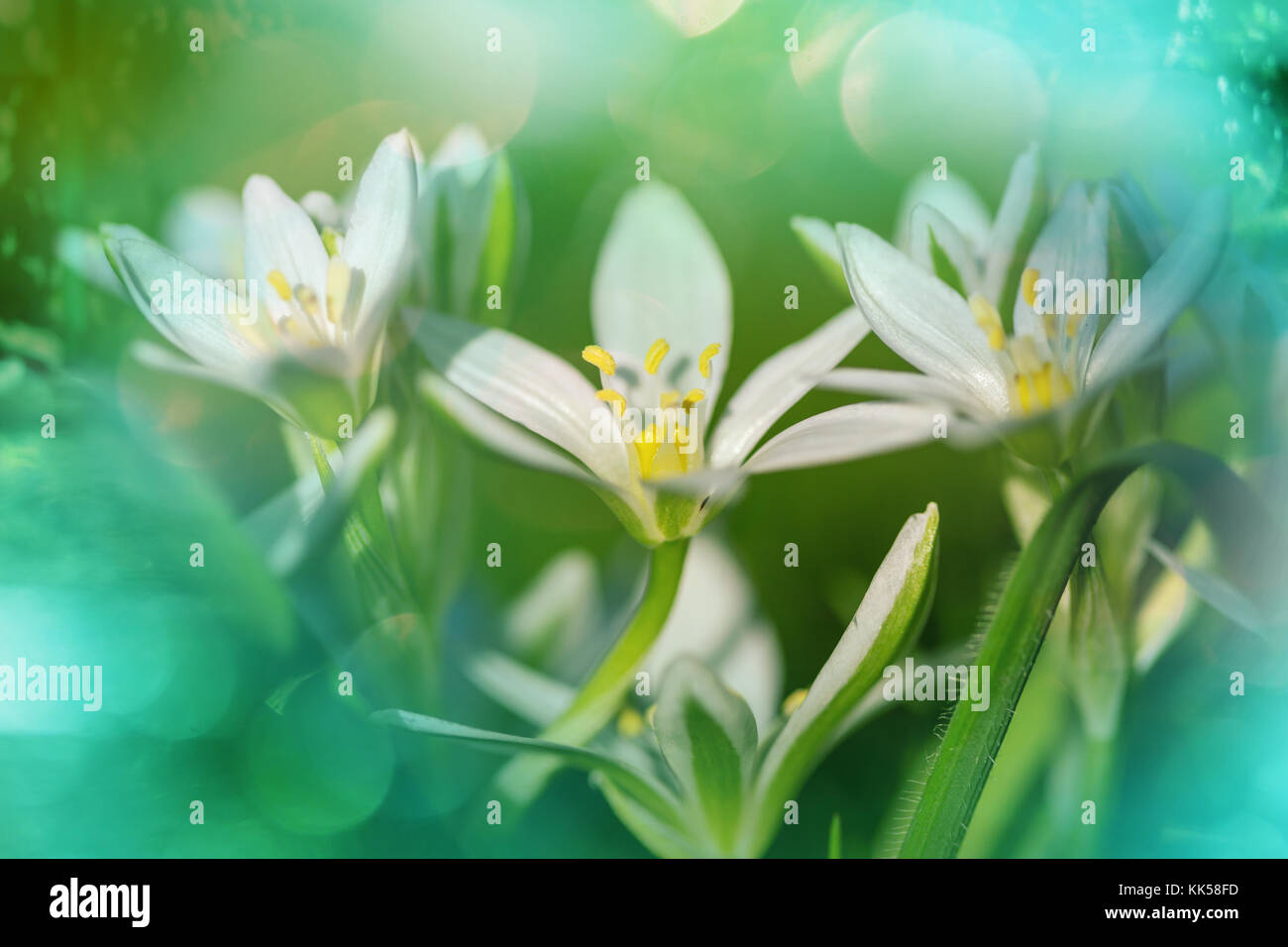 Snowdrops in spring season Stock Photo - Alamy