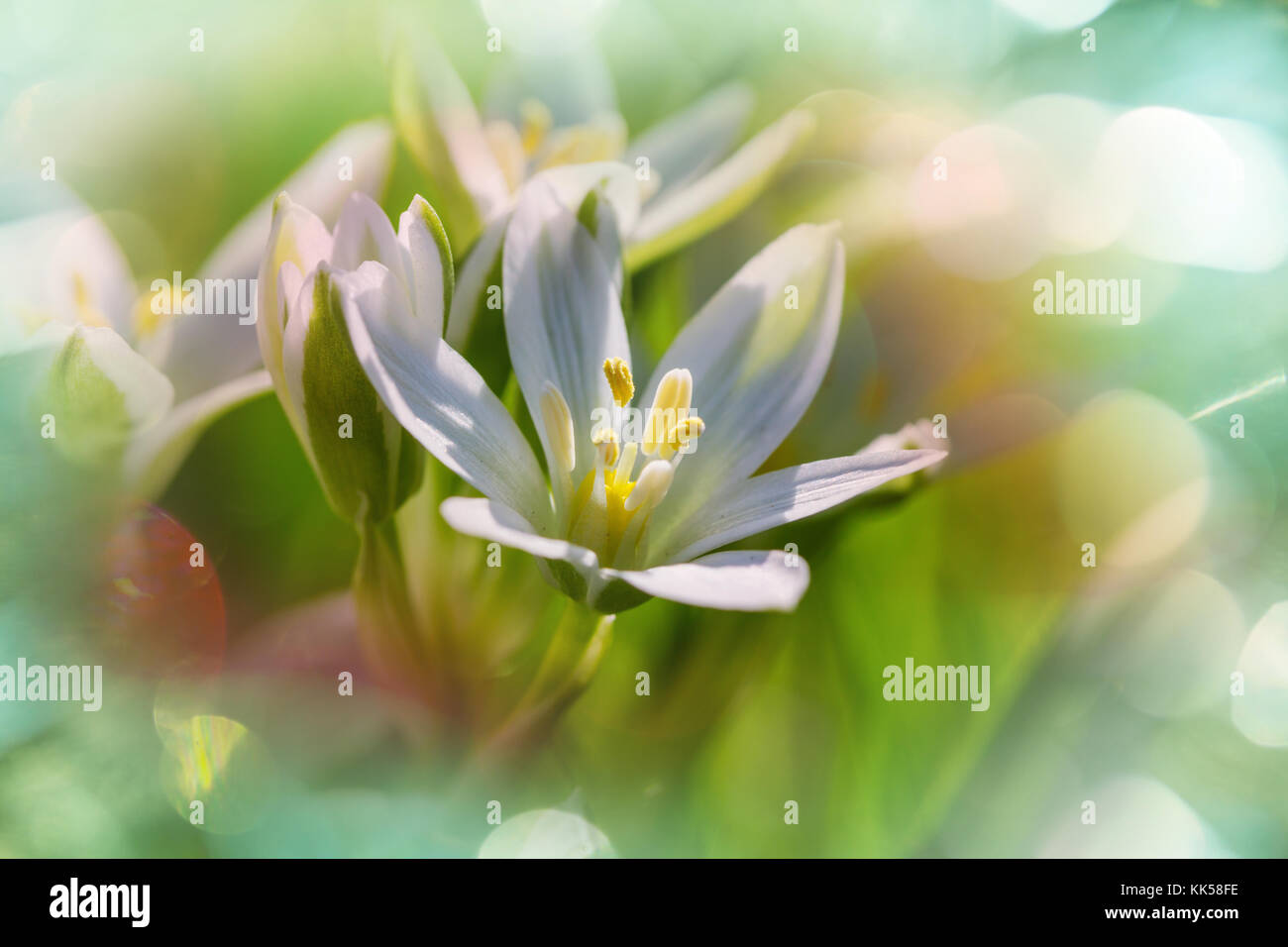 Snowdrops in spring season Stock Photo - Alamy