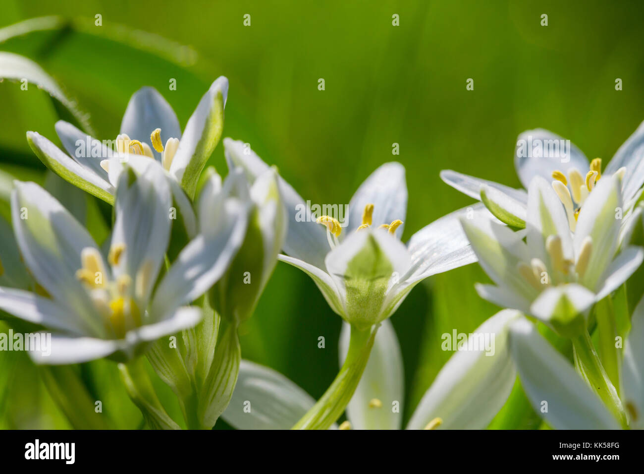Snowdrops in spring season Stock Photo - Alamy