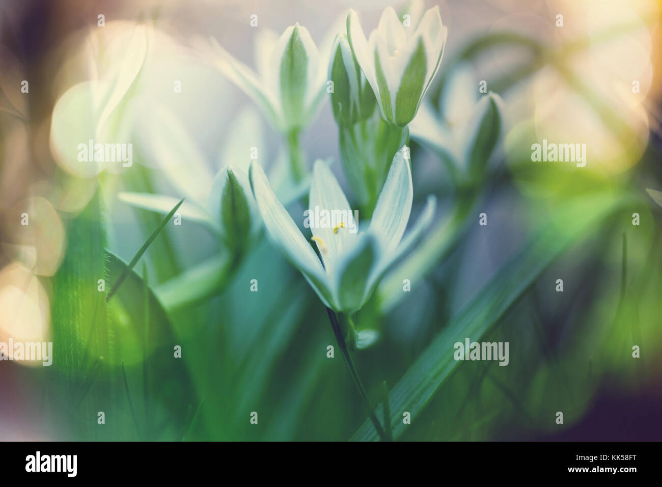 Snowdrops in spring season Stock Photo - Alamy