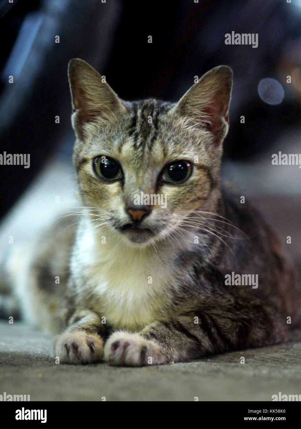 a cute little cat Stock Photo - Alamy