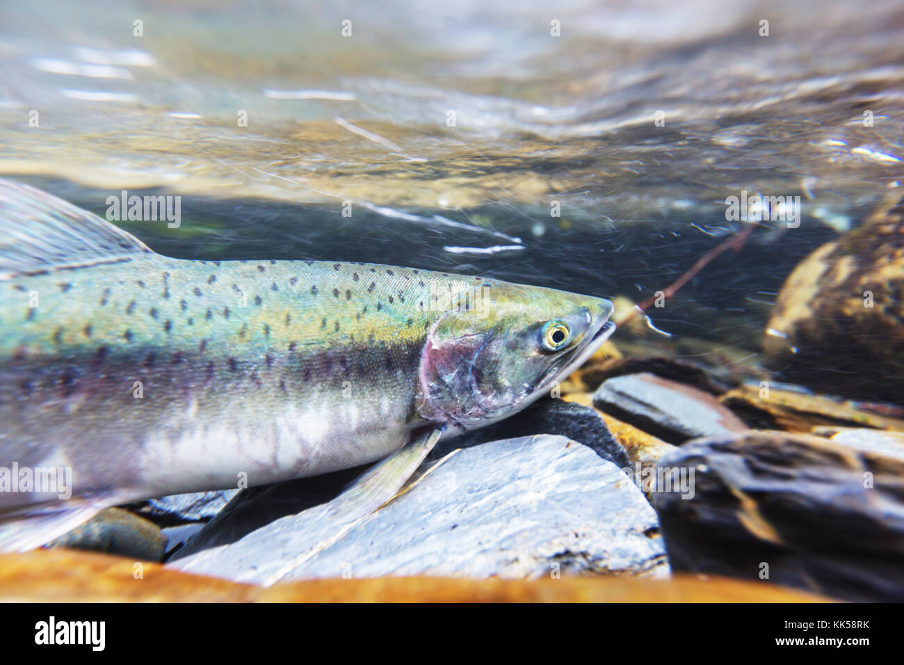 Sockeye salmon underwater upstream hi-res stock photography and images ...