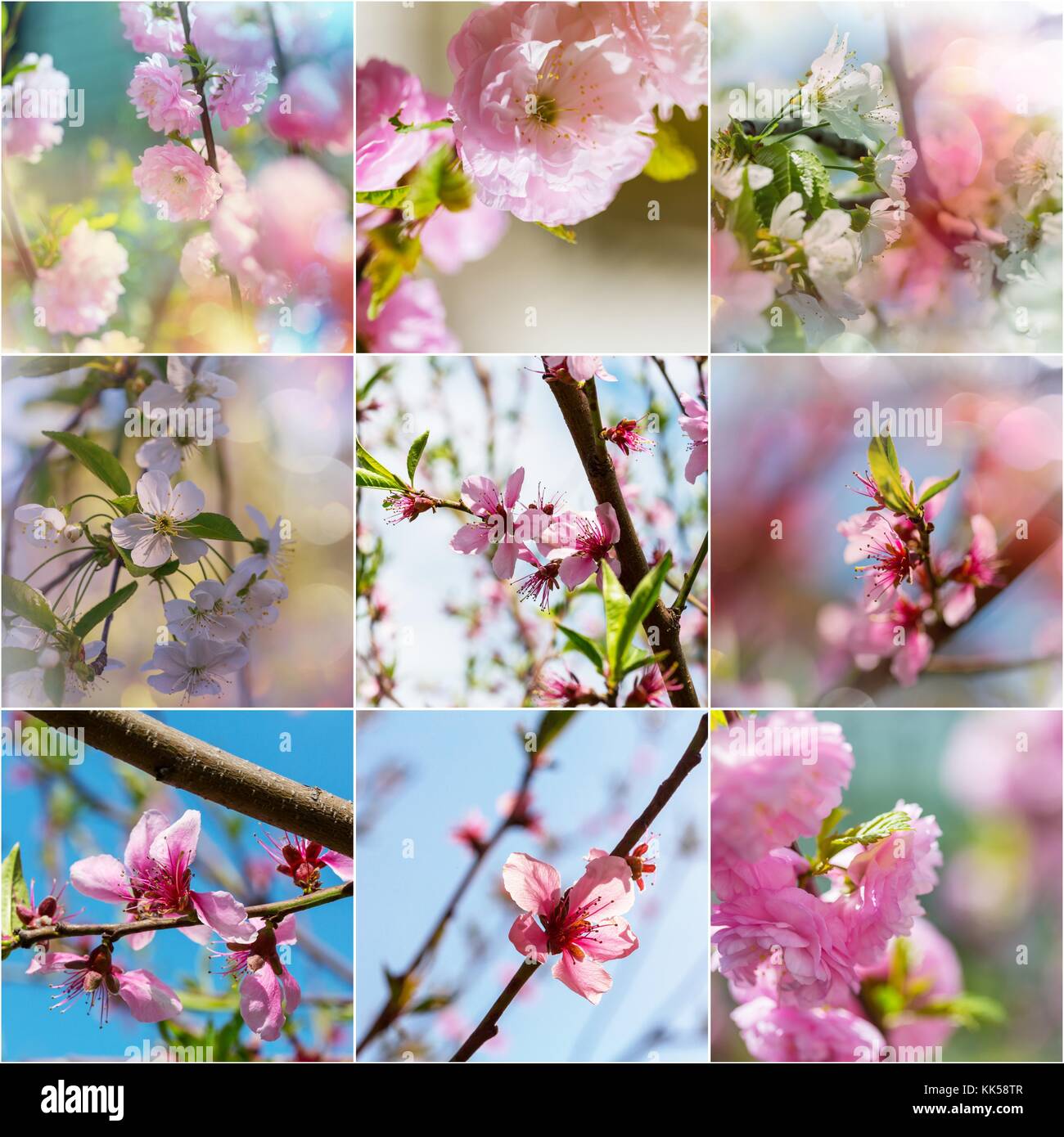 Spring garden collage,blossoming tree and flowers set Stock Photo - Alamy