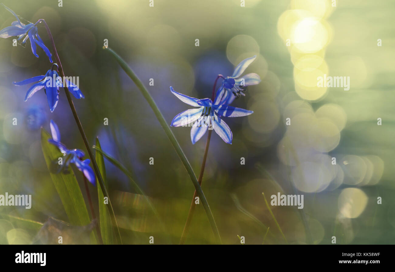 Spring flowers, close up shot Stock Photo - Alamy