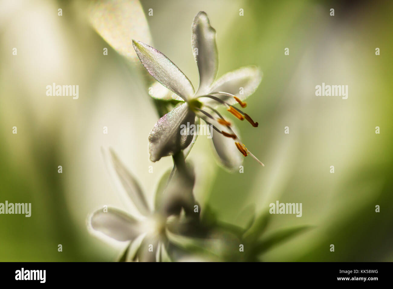 Spring flowers, close up shot Stock Photo - Alamy