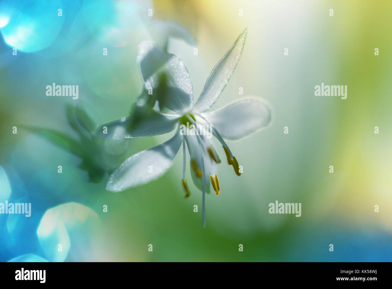 Spring flowers, close up shot Stock Photo - Alamy