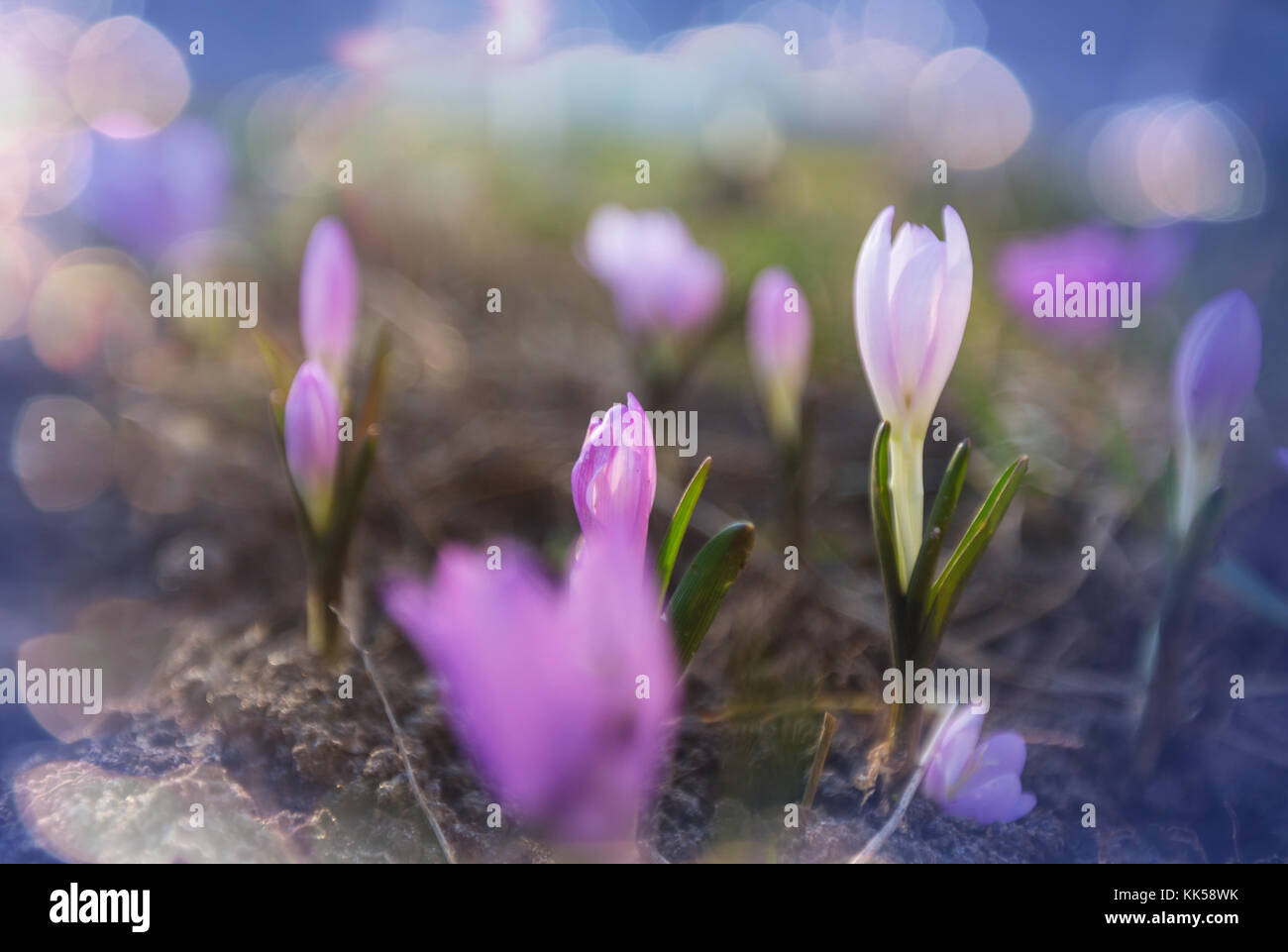 Spring flowers, close up shot Stock Photo - Alamy