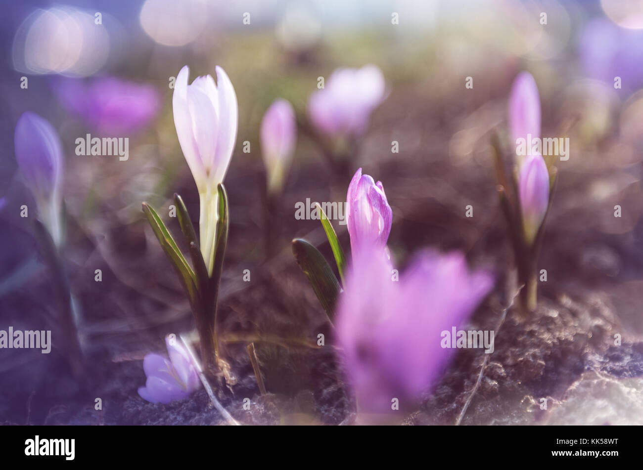 Spring flowers, close up shot Stock Photo - Alamy