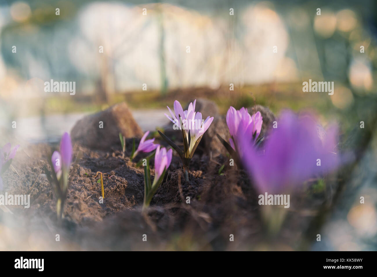 Spring flowers, close up shot Stock Photo - Alamy