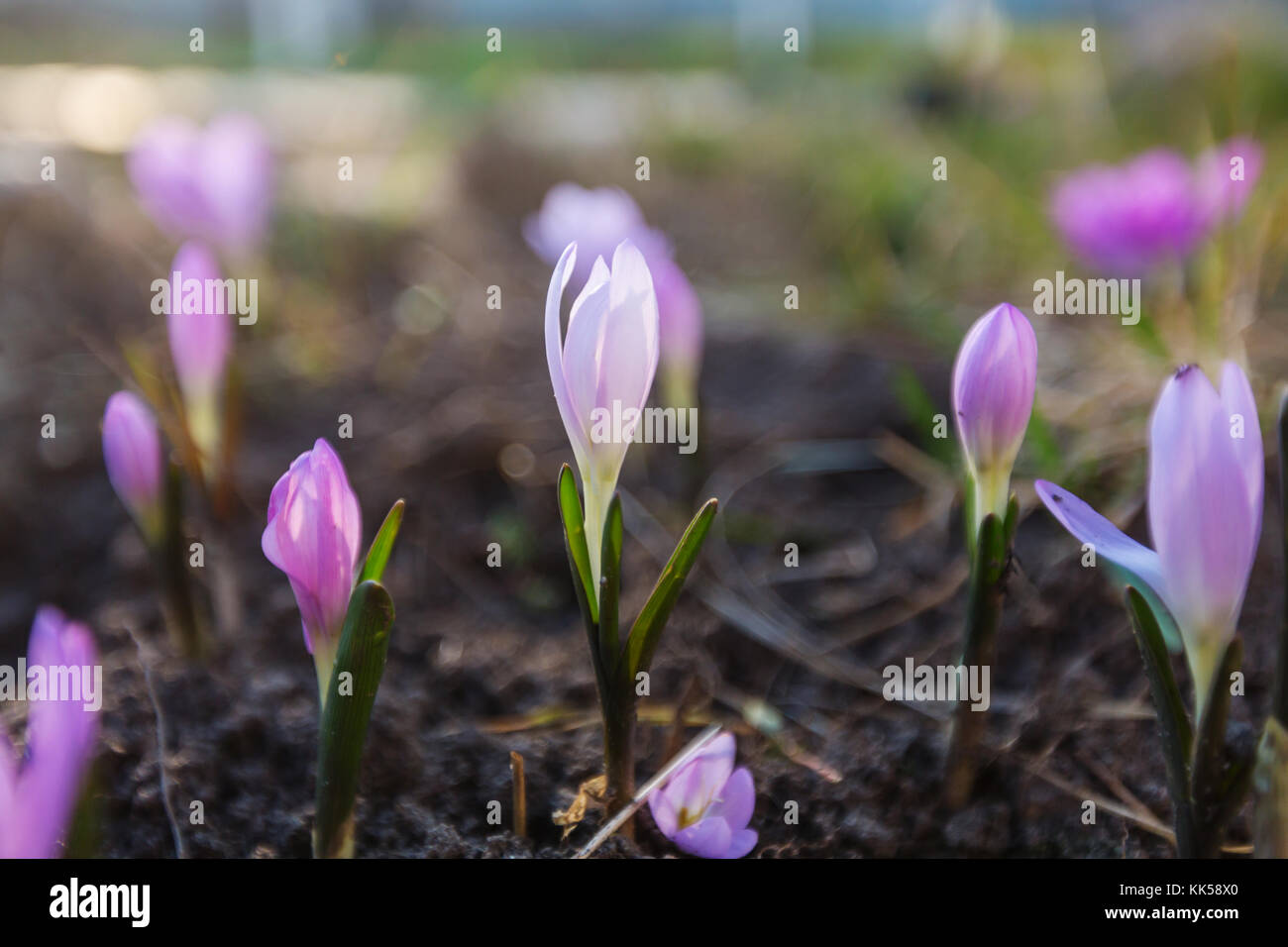 Spring flowers, close up shot Stock Photo - Alamy