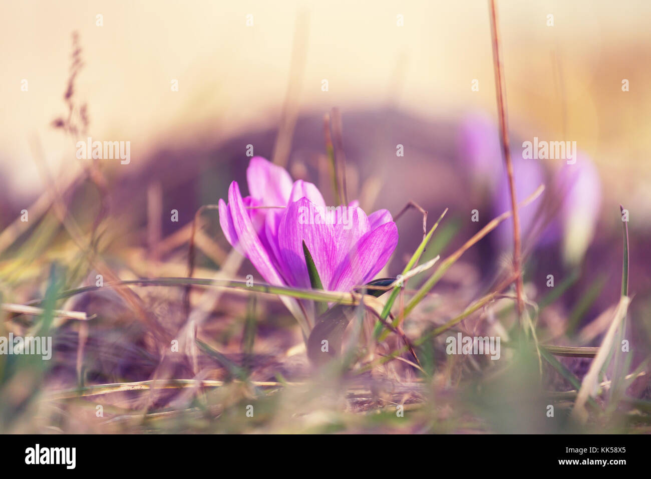Spring flowers, close up shot Stock Photo - Alamy