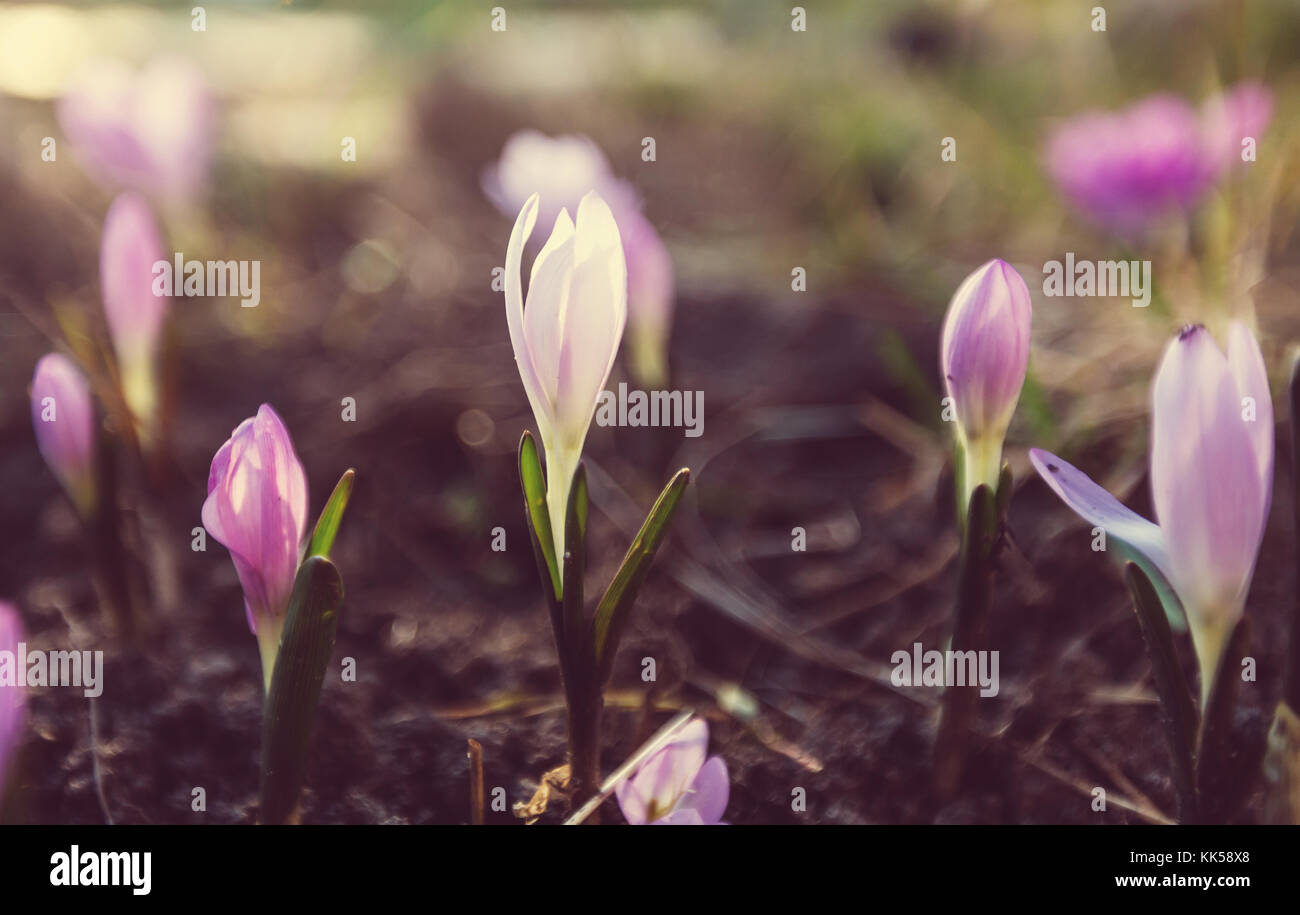 Spring flowers, close up shot Stock Photo - Alamy