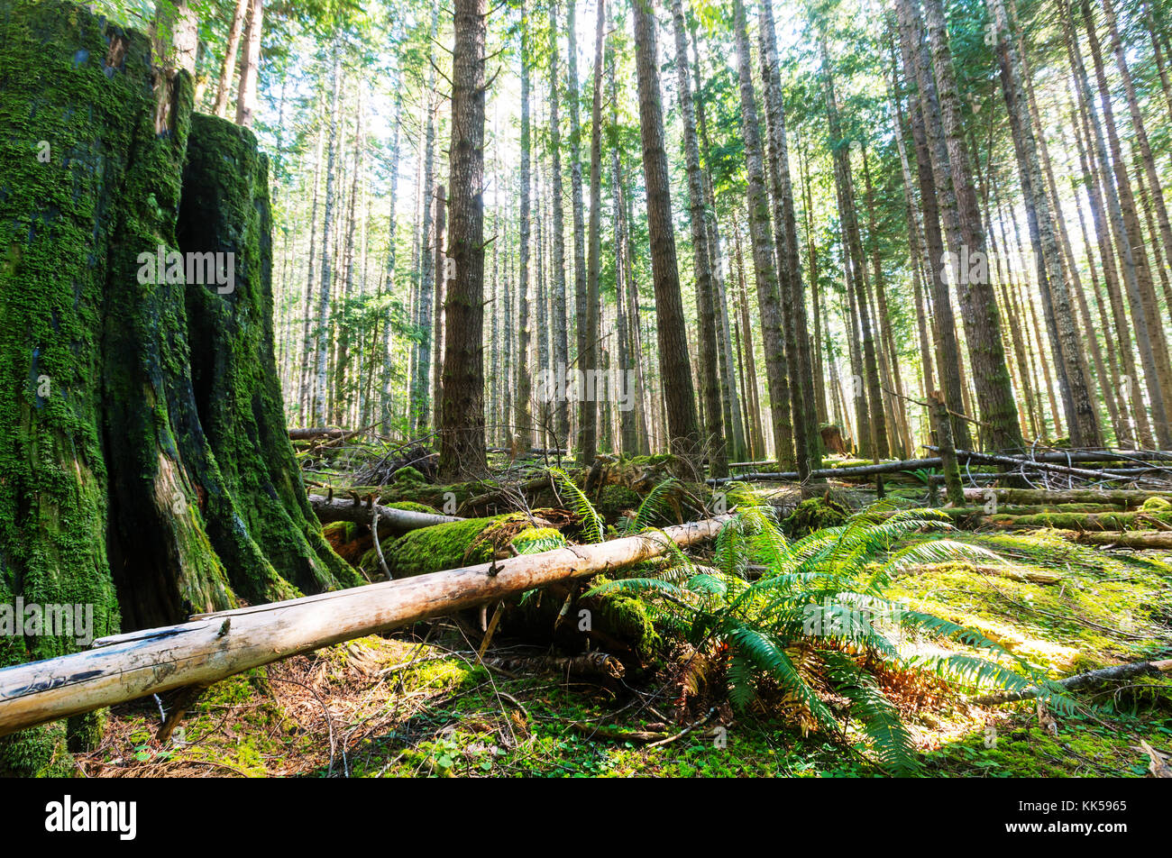Summer forest at sunrise time. Inspiring summer background Stock Photo ...