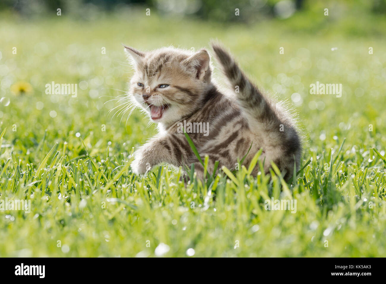 Meowing cat hi-res stock photography and images - Alamy