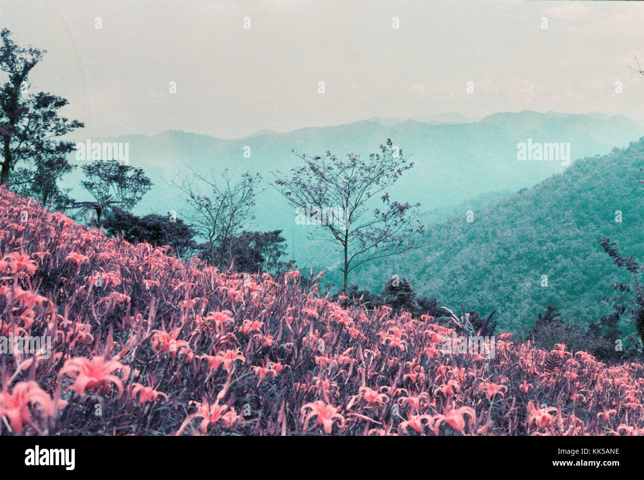 Hillside covered in flowers high in the clouds with mountains in the ...