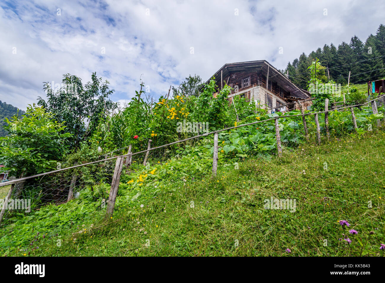 Landscape view of Ayder Plateau in Rize,Turkey.Ayder Valley is popular ...