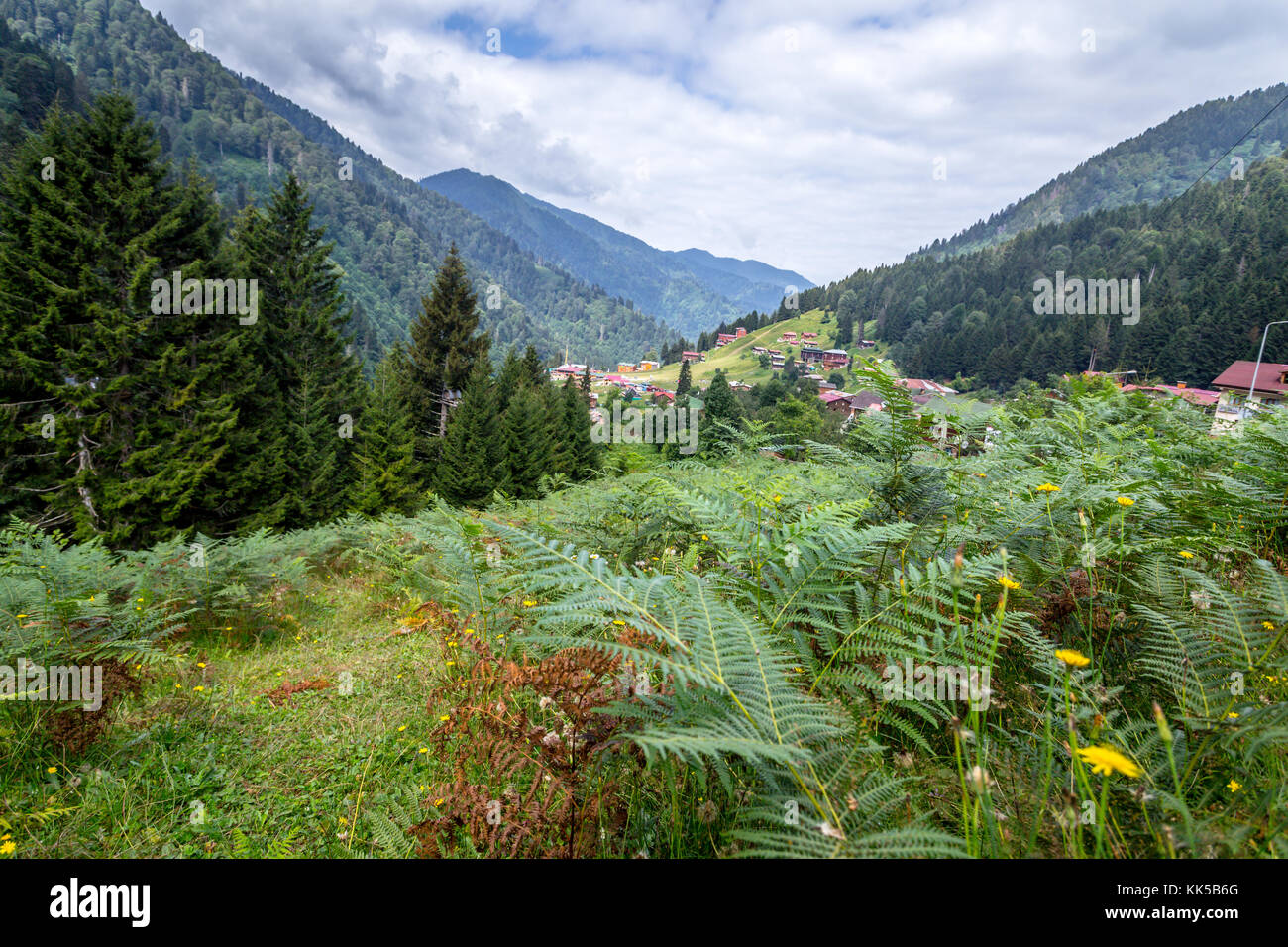 Landscape view of Ayder Plateau in Rize,Turkey.Ayder Valley is popular ...