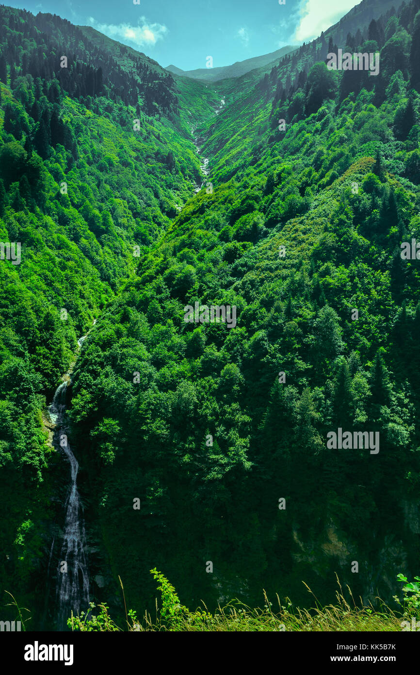 Landscape view of Ayder Plateau in Rize,Turkey.Ayder Valley is popular ...