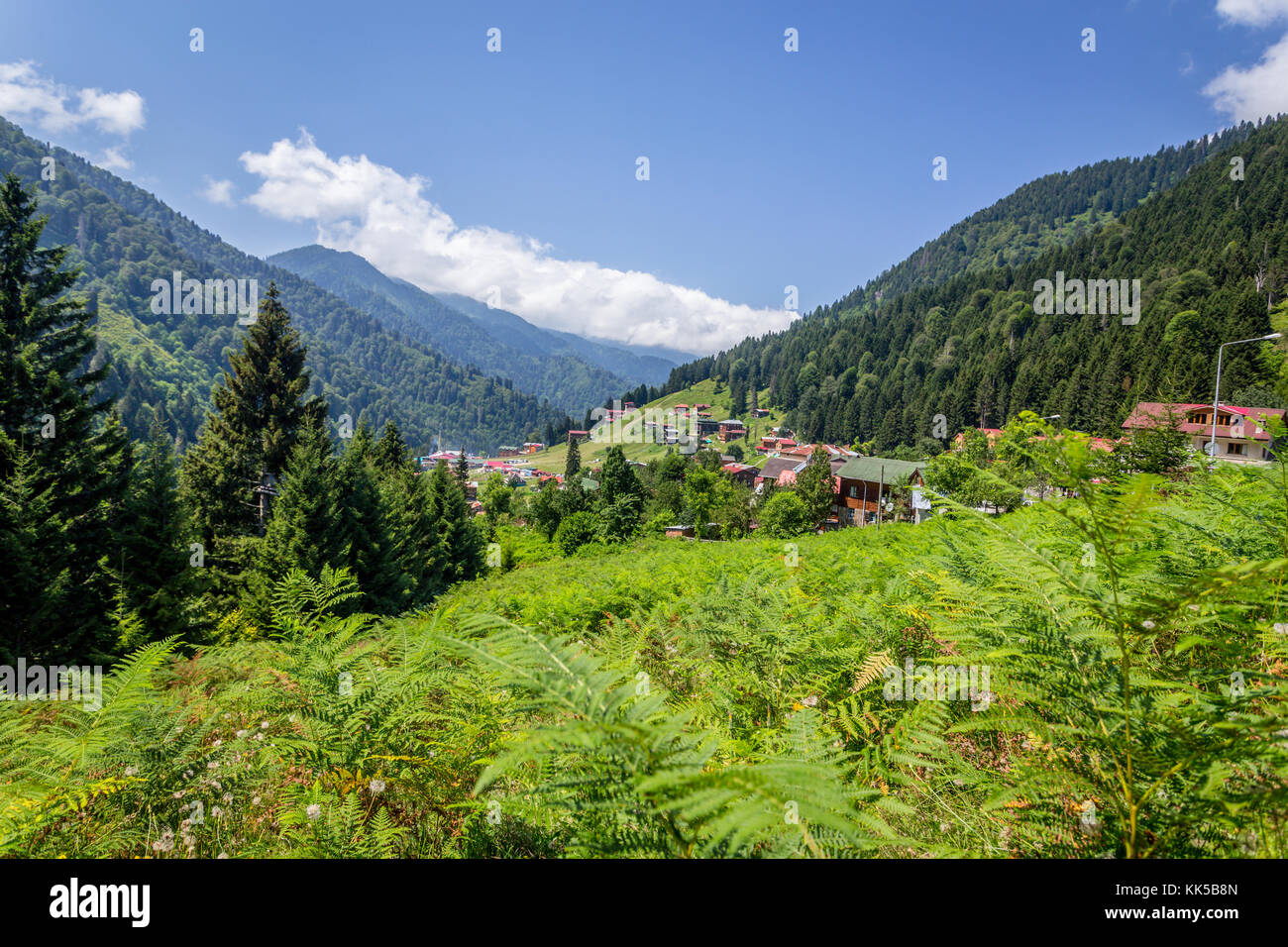 Landscape view of Ayder Plateau in Rize,Turkey.Ayder Valley is popular ...
