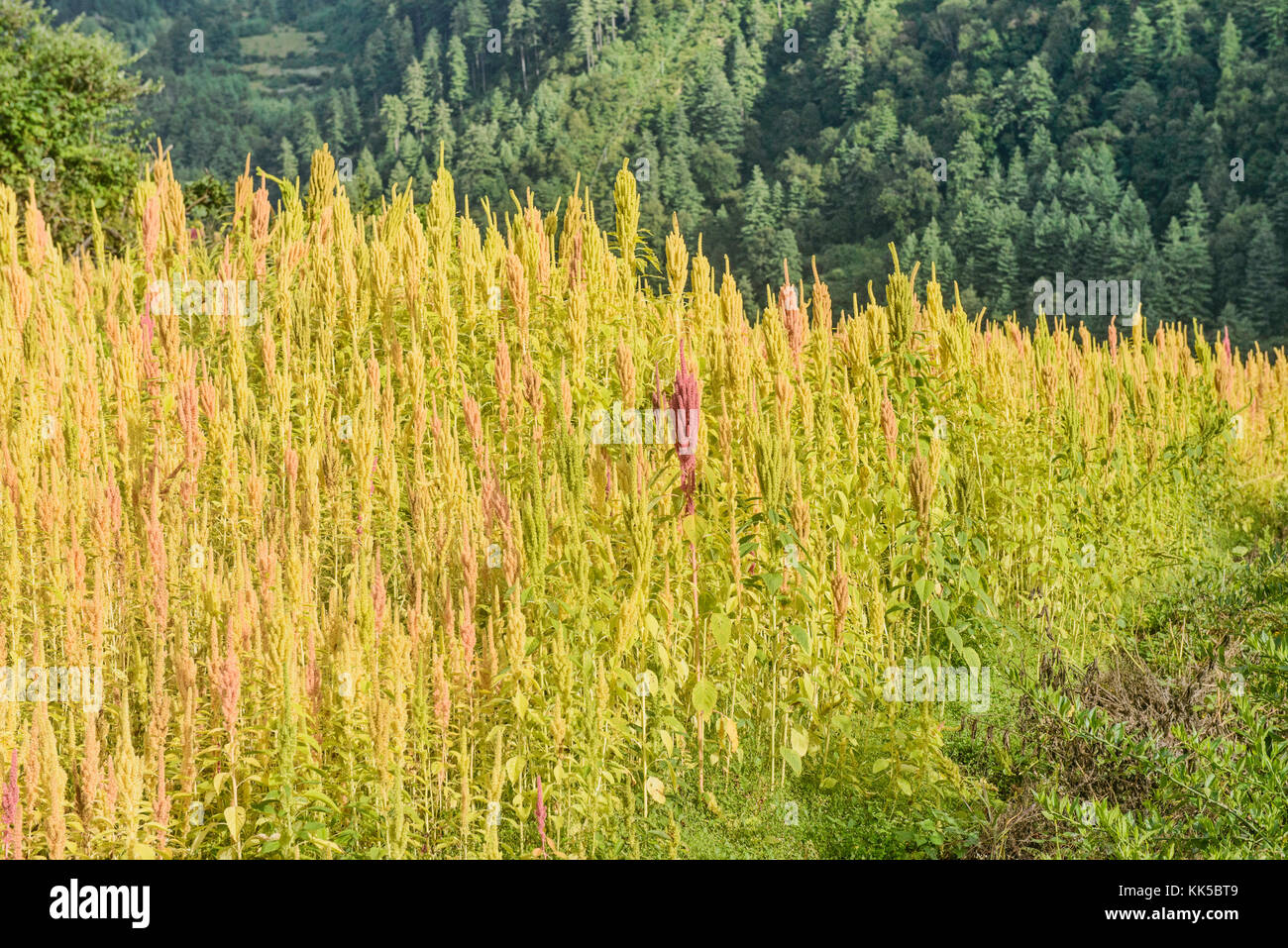 Colourful amaranth fields before the harvest in the remote Tsum Valley ...