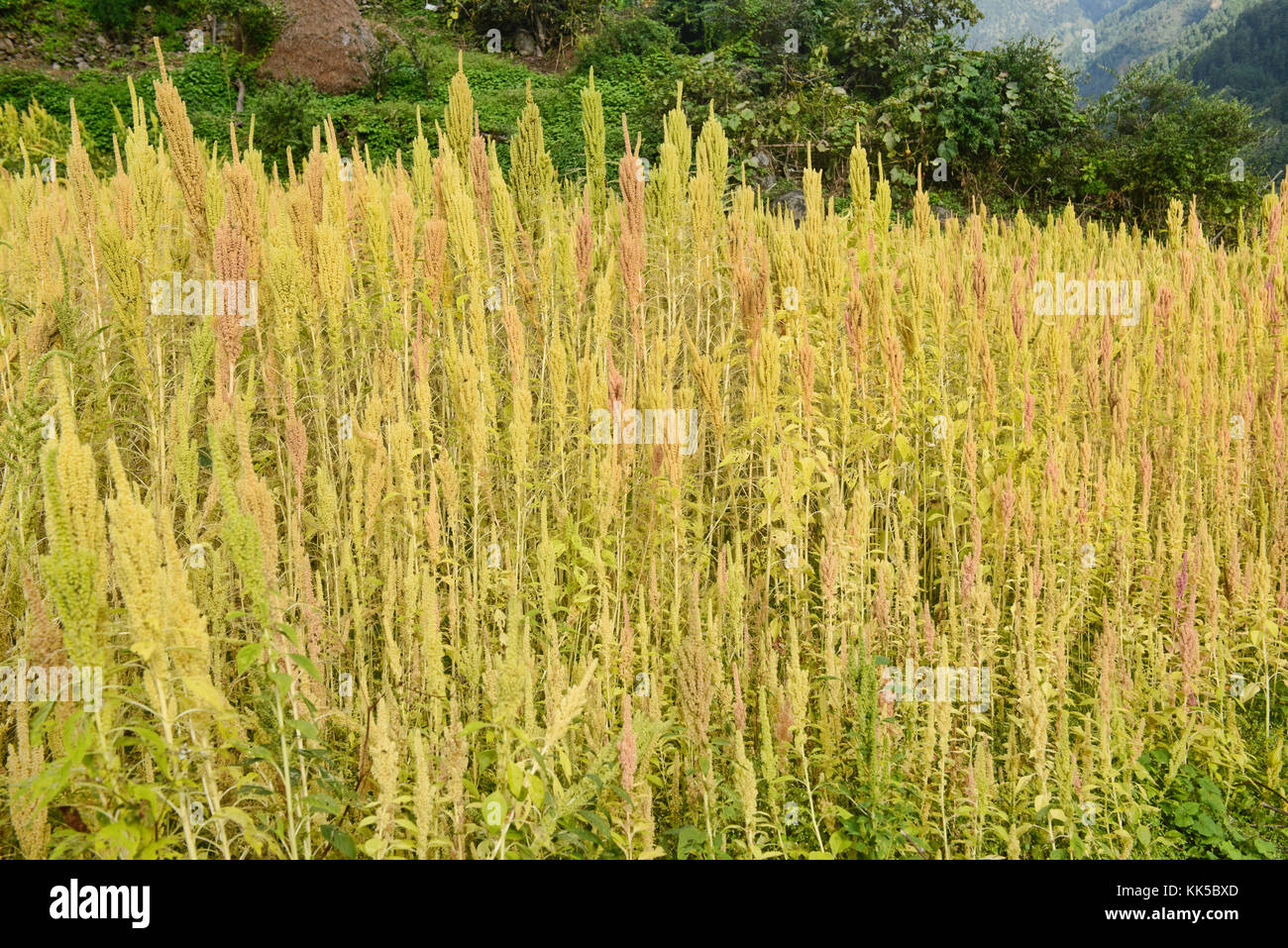 Colourful amaranth fields before the harvest in the remote Tsum Valley ...