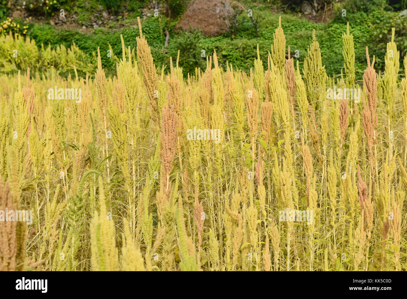 Colourful amaranth fields before the harvest in the remote Tsum Valley ...
