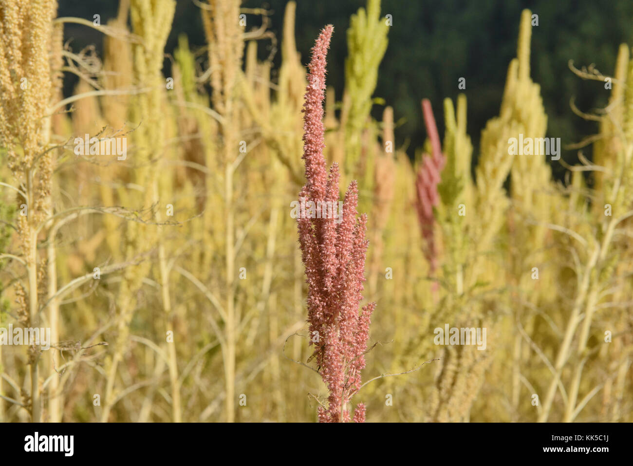 Colourful amaranth fields before the harvest in the remote Tsum Valley ...