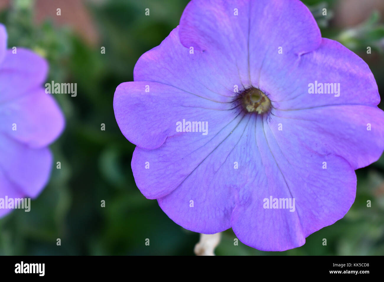 Chlorophyll A High Resolution Stock Photography and Images - Alamy