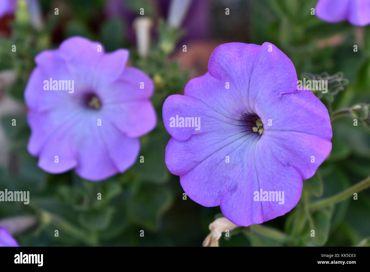 Chlorophyll A High Resolution Stock Photography and Images - Alamy