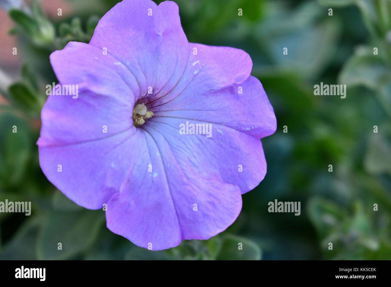 Chlorophyll A High Resolution Stock Photography and Images - Alamy