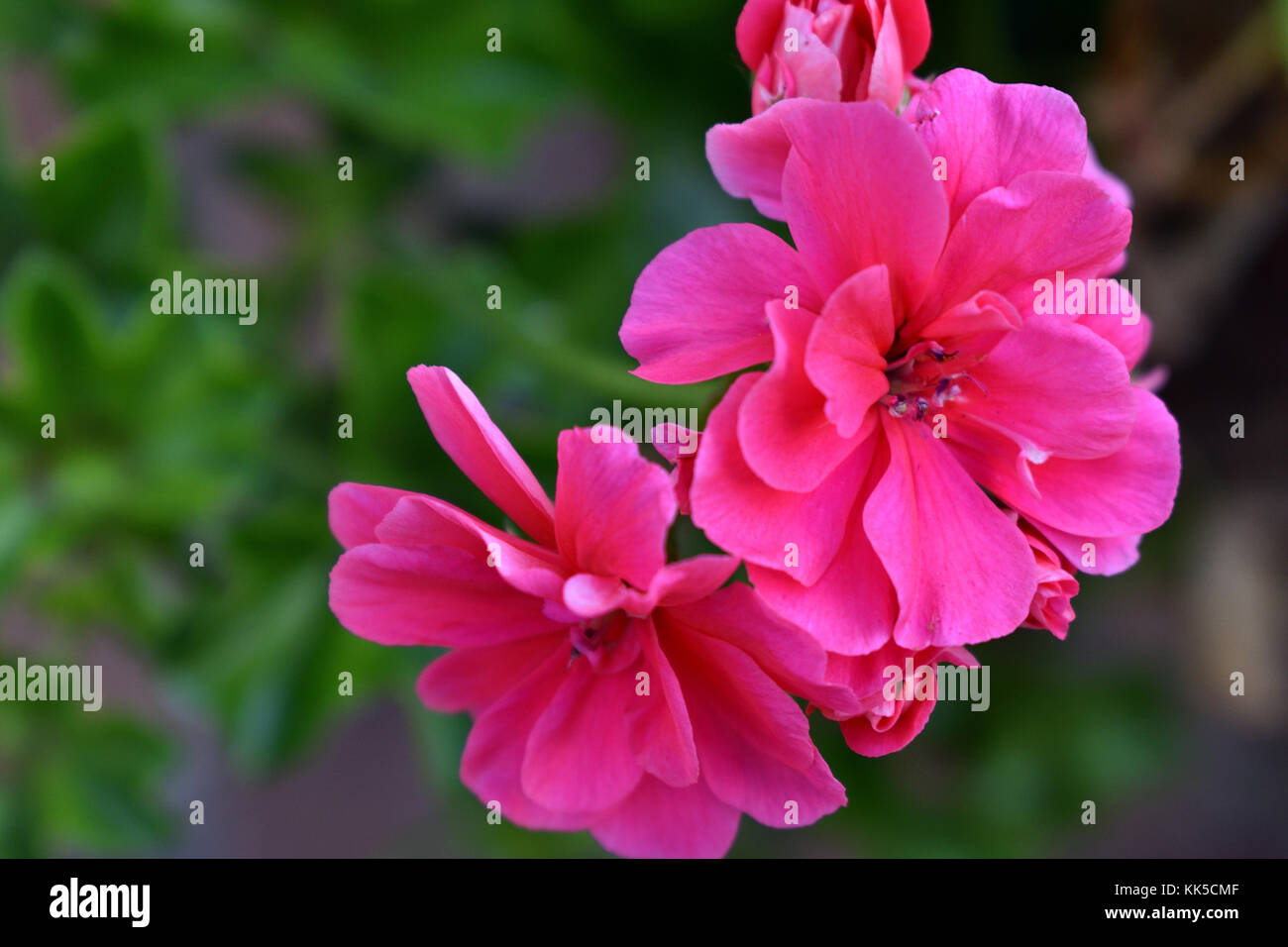 Australian Ivy High Resolution Stock Photography and Images - Alamy