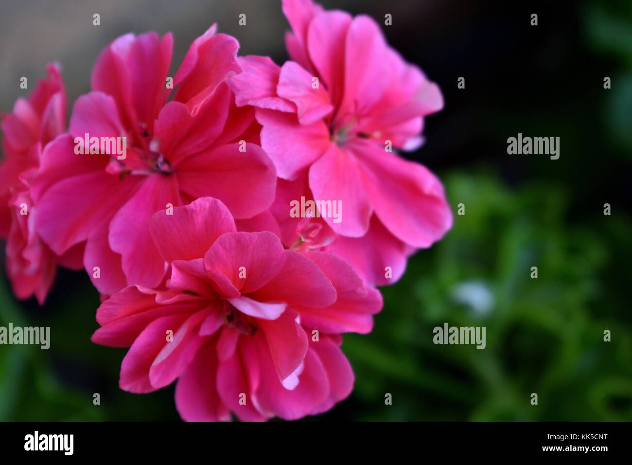 Australian Ivy High Resolution Stock Photography and Images - Alamy
