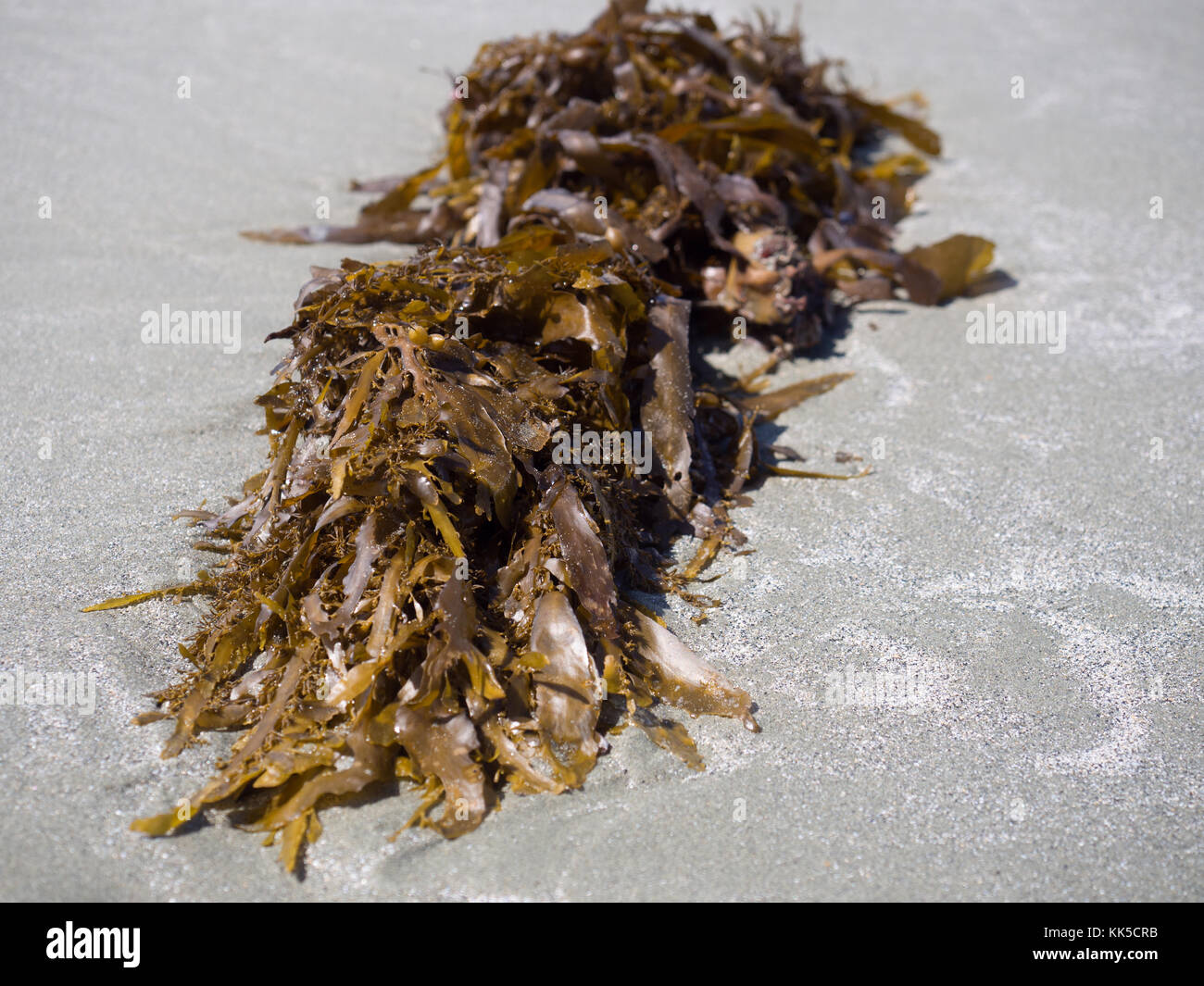 Seaweed nature hi-res stock photography and images - Alamy
