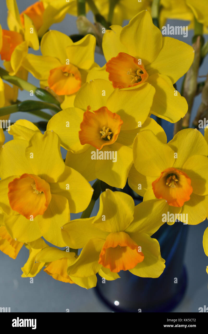 Yellow Australian Flowers High Resolution Stock Photography and Images ...