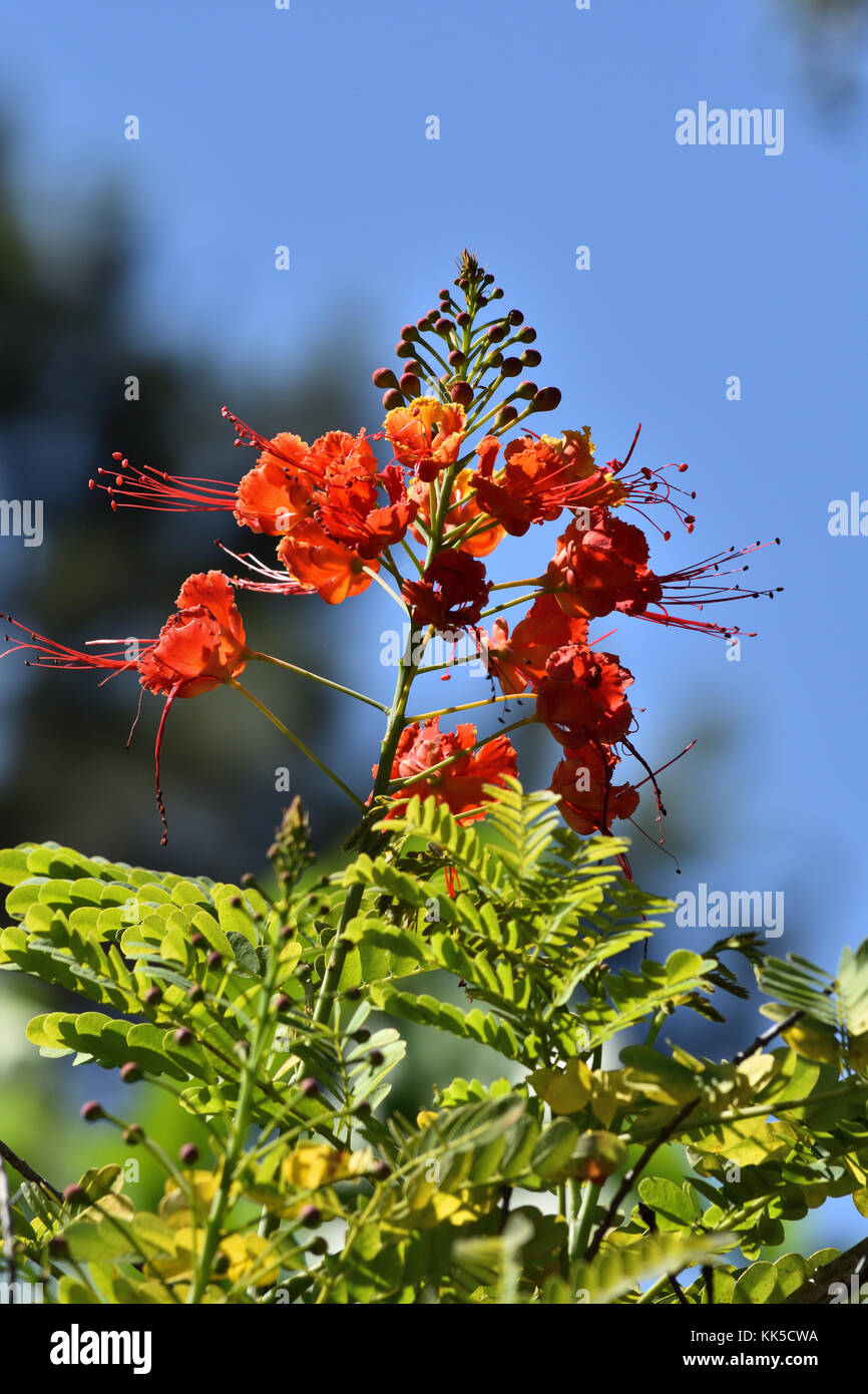 Orangey Red High Resolution Stock Photography and Images - Alamy