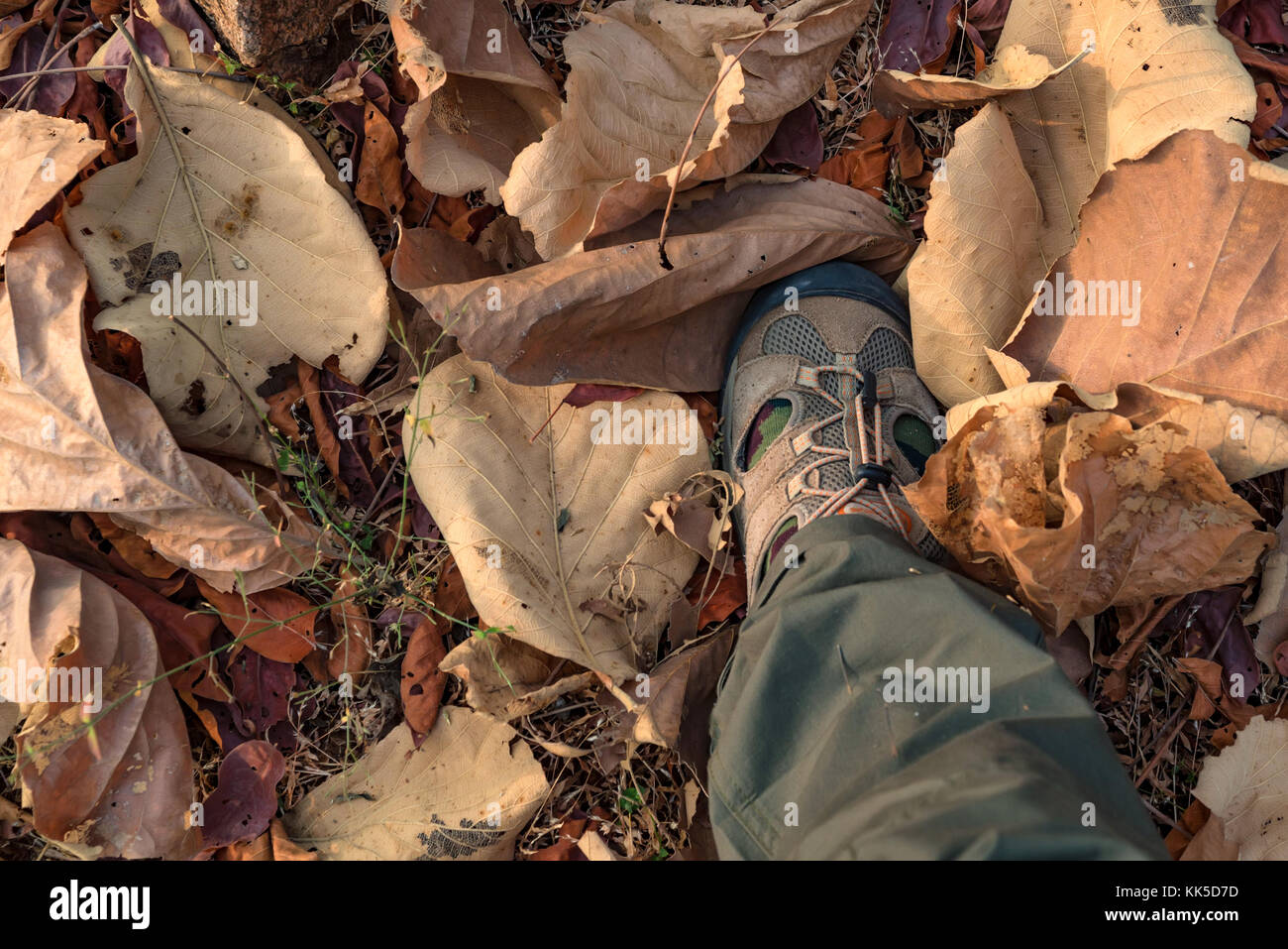 Top view foot in sport shoe stands on dry foliage Stock Photo - Alamy