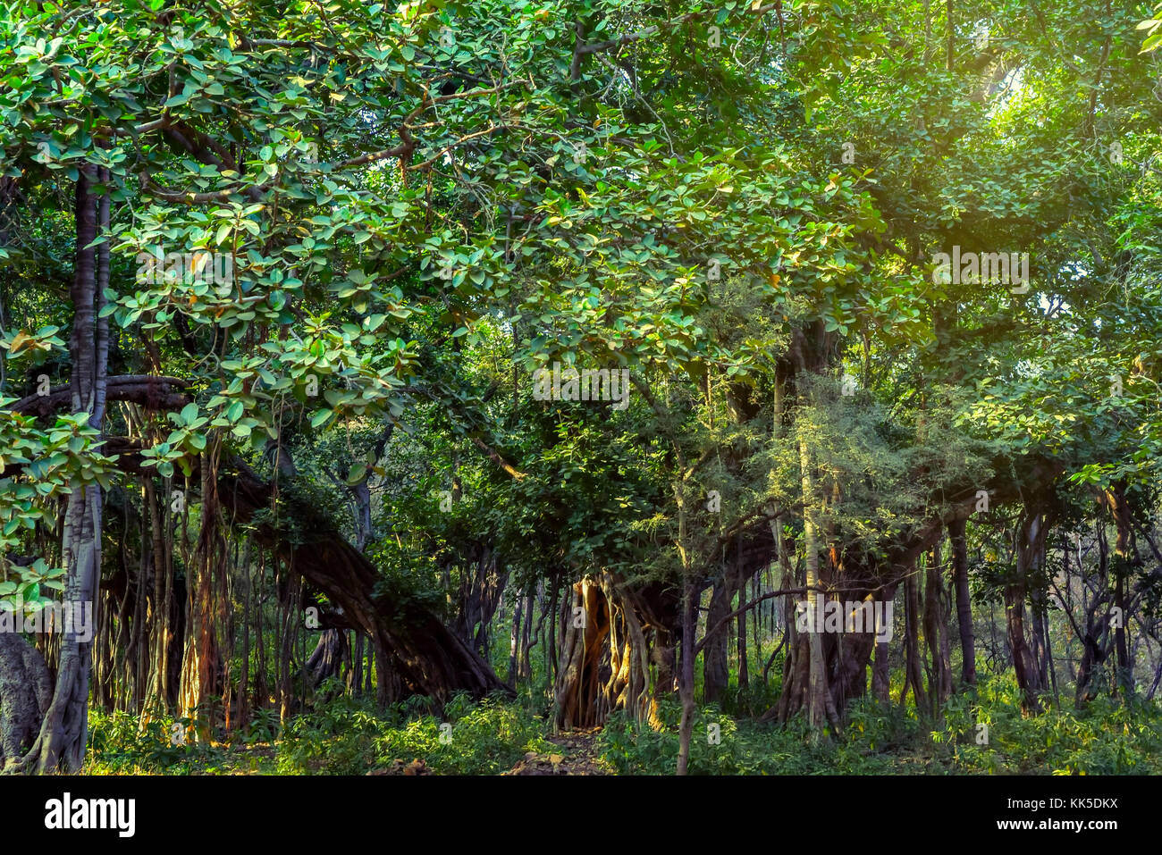 Scenic view of jungle with Indian banyan Stock Photo - Alamy