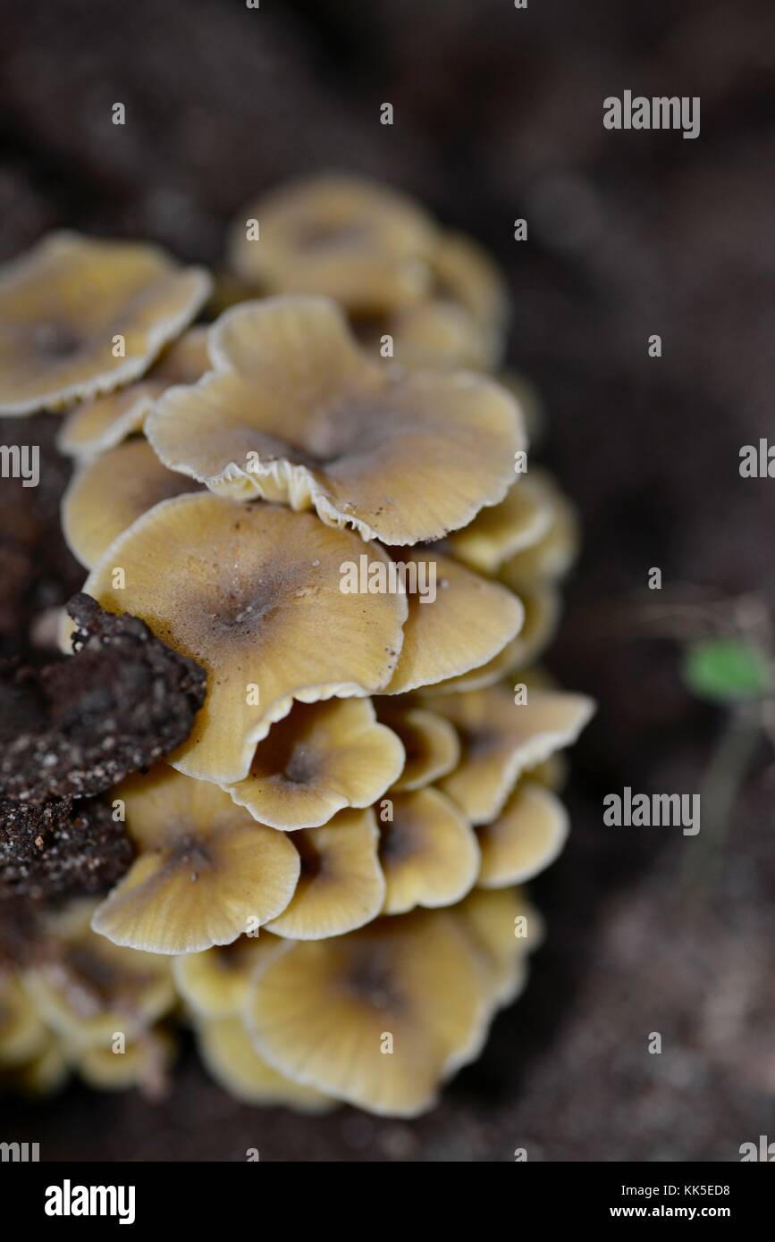 Australian toadstools hi-res stock photography and images - Alamy